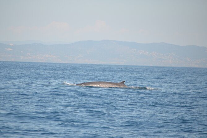 8-Hour Whale Watching in Barcelona - FAQs