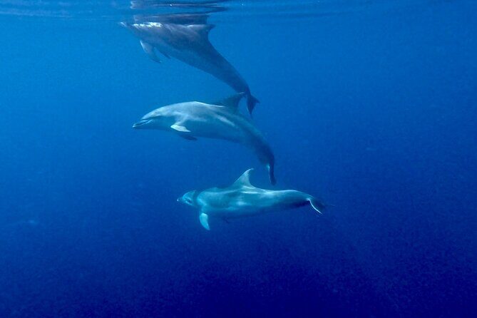 8 Hours Excursion in the Gulf of Olbia with aperitif+lunch included - Authentic Insights from Reviews