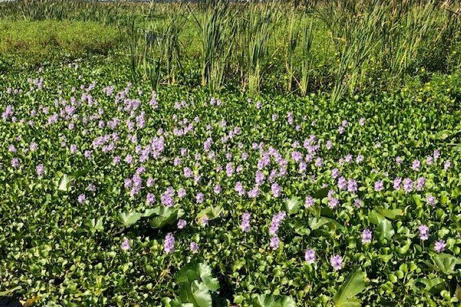 90 Minute Airboat Tour in the Florida Everglades - Final Thoughts