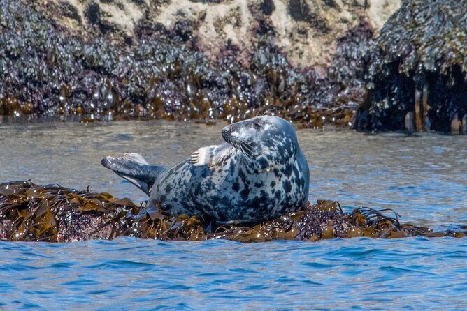90 Minute Coastal Explorer in Torquay - Practical Details and Booking Insights