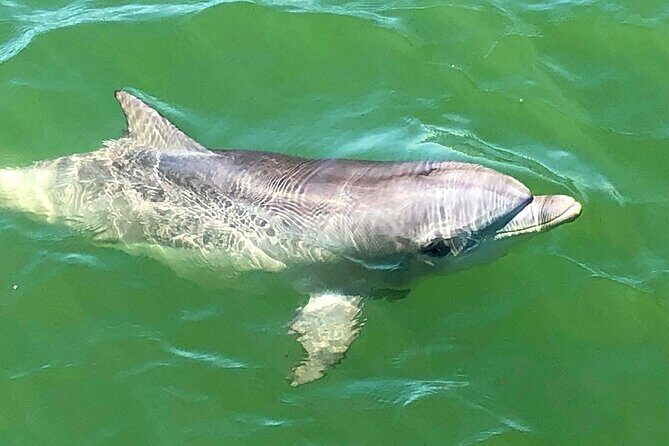 90 Minute Port River Dolphin & Ships Graveyard Cruise - Value for Money