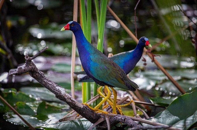 90 Minute Small Group Semi Private Airboat Tour - Final Thoughts: Is It Worth It?