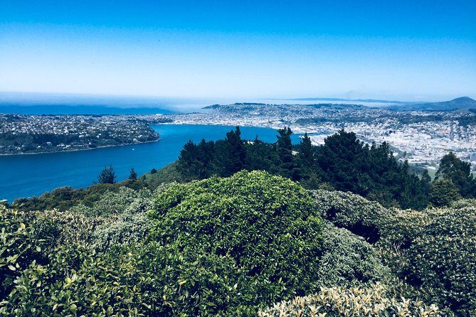 A 2 hour Small Group Dunedin City Highlights Tour - Authentic Insights from Reviewers