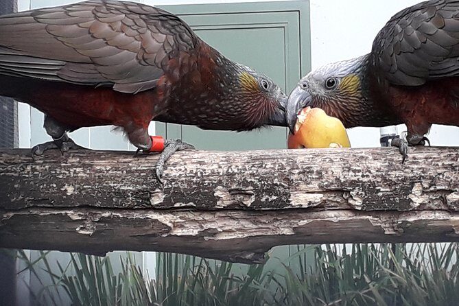 A 2 hour Small Group Dunedin City Highlights Tour - The Sum Up