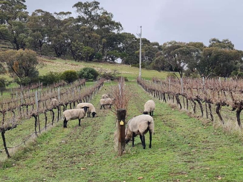 A Clare Valley Private Tour, Four Passengers: Local Pickup - Frequently Asked Questions