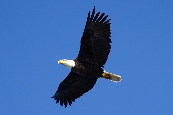 A Comfortable Sitka Whale Watching Wildlife Shore Excursion - Exploring the Itinerary in Detail