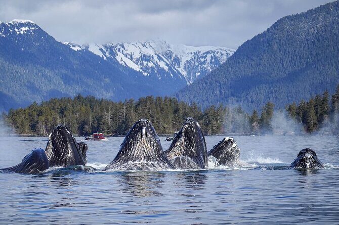 A Comfortable Sitka Whale Watching Wildlife Shore Excursion - Analyzing the Price and Value