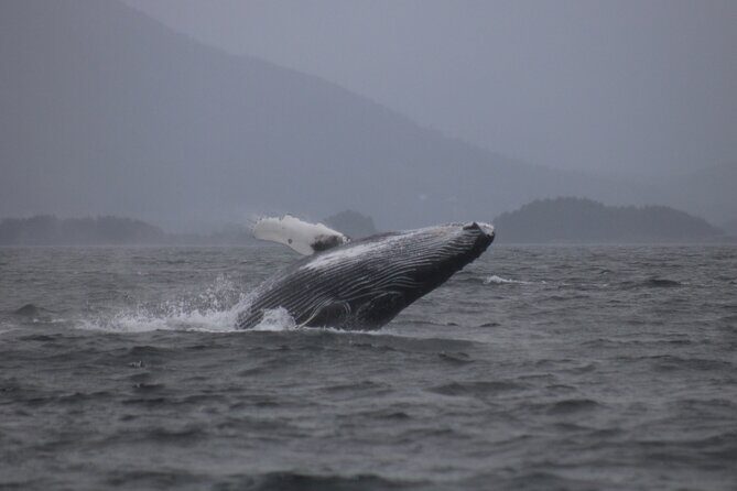 A Comfortable Sitka Whale Watching Wildlife Shore Excursion - Who Should Book This Tour?