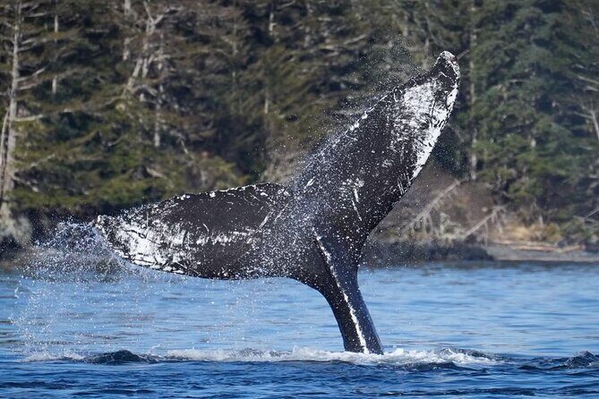 A Comfortable Sitka Whale Watching Wildlife Shore Excursion - Final Thoughts