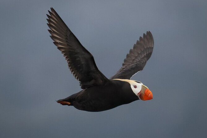 A Comfortable Sitka Whale Watching Wildlife Shore Excursion - FAQ