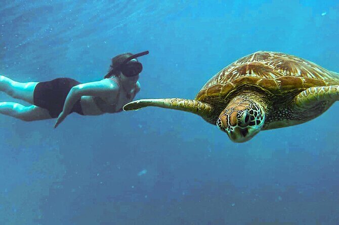 A Cook Islands Turtle Tour - small groups, premium experience - What to Expect from the Cook Islands Turtle Tour