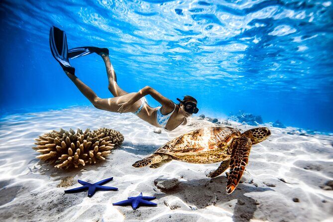 A Cook Islands Turtle Tour - small groups, premium experience - Final Thoughts: Is It Worth It?