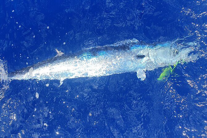 A Day of Big Game Fishing in a small group - Final Thoughts