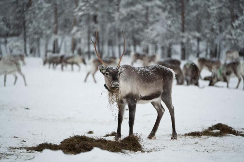 A day with reindeer herders in the wilderness - Practical Tips for Booking and Enjoying