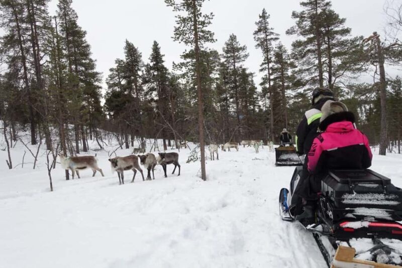 A day with reindeer herders in the wilderness - Who Will Love This Experience?