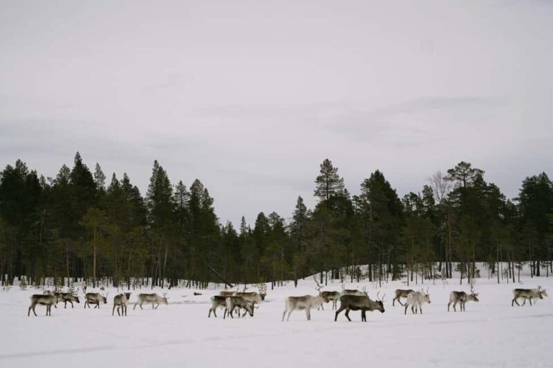 A day with reindeer herders in the wilderness - FAQs