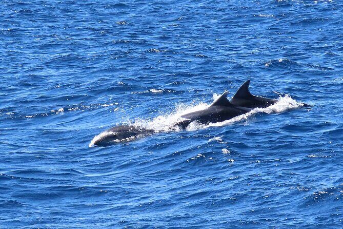 A Day's 3-Island Cruise Tour with Transfer - Who Should Consider This Tour?