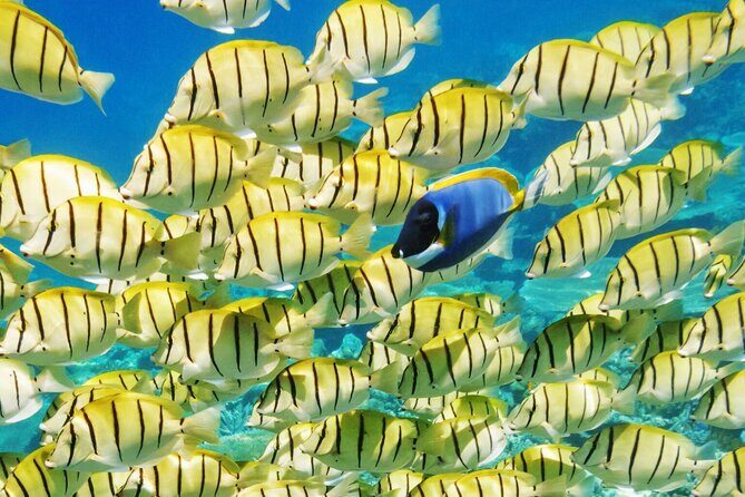 A private tour with Blue Lagoon - Frequently Asked Questions