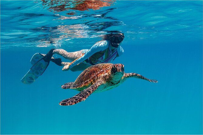 A Private TURTLE Tour on Rarotonga with Photography and Transfers - Key Points