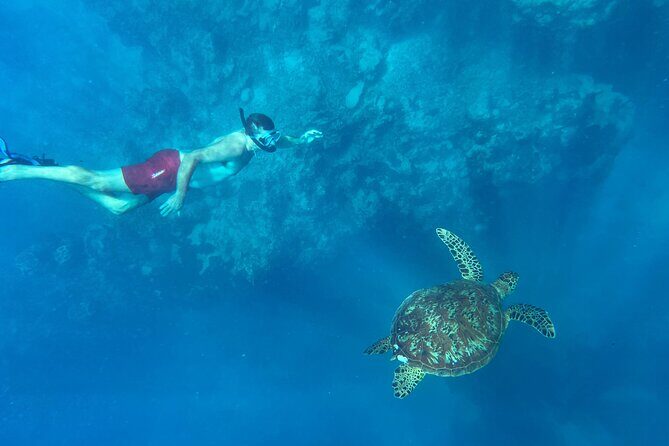A Private TURTLE Tour on Rarotonga with Photography and Transfers - Exploring the Details: What Makes This Tour Stand Out?