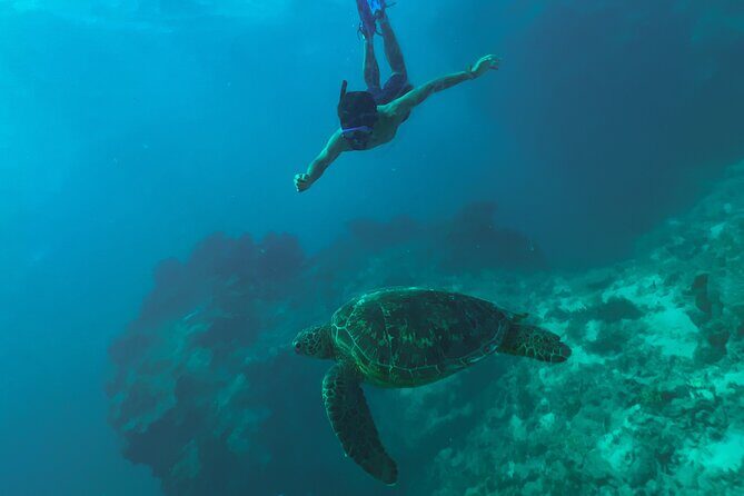 A Private TURTLE Tour on Rarotonga with Photography and Transfers - Reviews and Insights from Guests