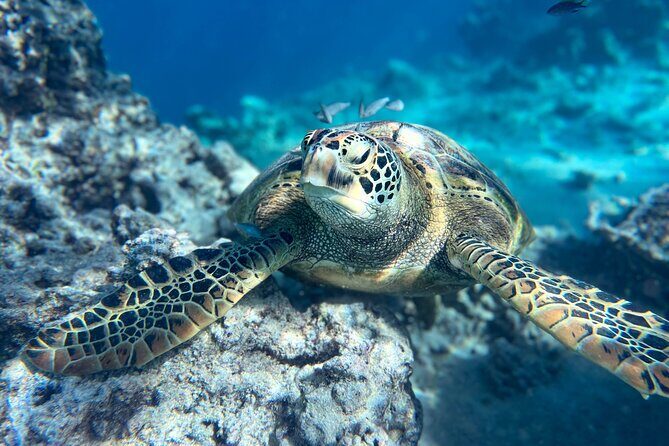 A Private TURTLE Tour on Rarotonga with Photography and Transfers - The Sum Up