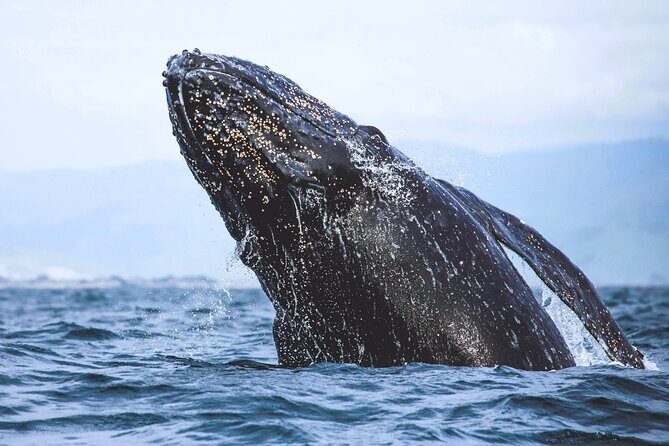 A Self-Guided Audio Tour Around Bodega Head - Final Thoughts: Who Will Love This Tour?