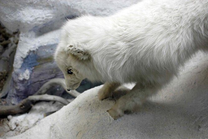 A Tromsø Introduction: A Self-Guided Audio Tour - Key Points