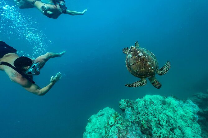 A Turtle Tour on Rarotonga - small groups, premium experience - Who Should Consider This Tour?