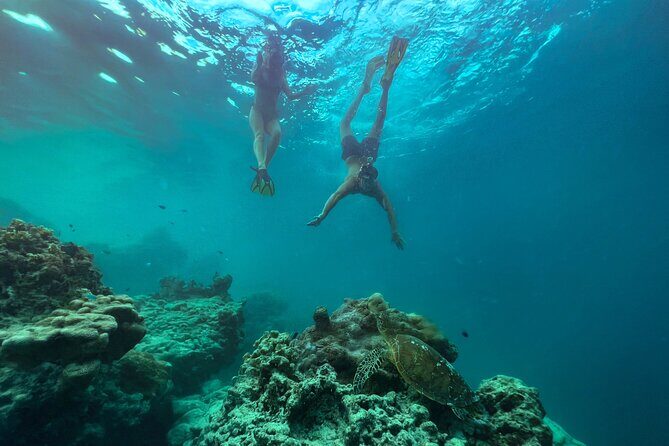 A Turtle Tour on Rarotonga - small groups, premium experience - FAQ