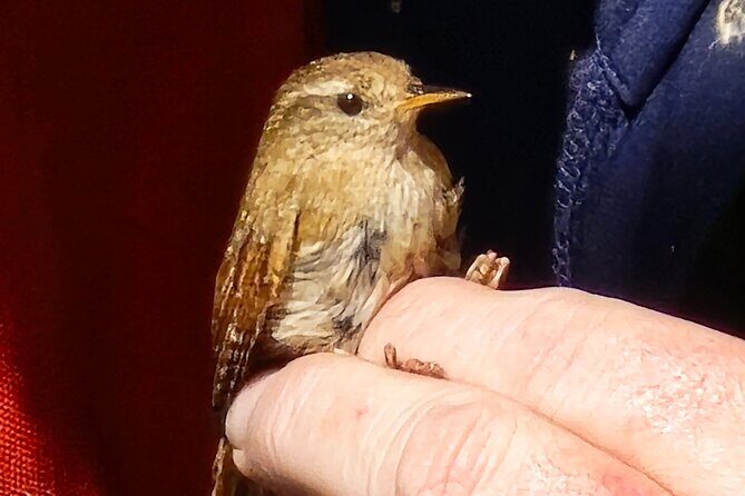 A Unique Belfast Walking Experience - Frequently Asked Questions