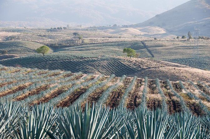 A unique tour! Visiting Hacienda Casa herradura From Guadalajara - Discovering Tequila and Hacienda Casa Herradura: An In-Depth Review