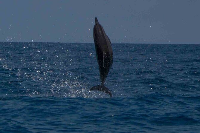 AAA Noosa National Park Tour and Dolphin Safari Whalesongsnoosa - The Experience from a Reviewers Perspective