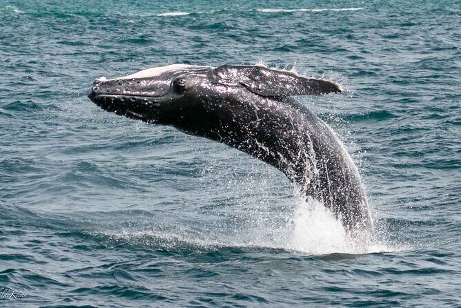AAA NOOSA Whale watching experience in Noosa Whalesongsnoosa - Key Points
