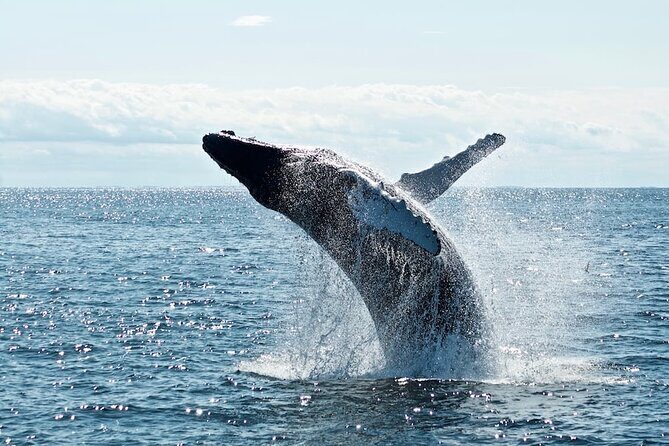 AAA NOOSA Whale watching experience in Noosa Whalesongsnoosa - An Authentic Marine Encounter: What to Expect on the Tour