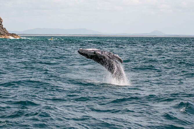 AAA NOOSA Whale watching experience in Noosa Whalesongsnoosa - Who Should Book This Tour?