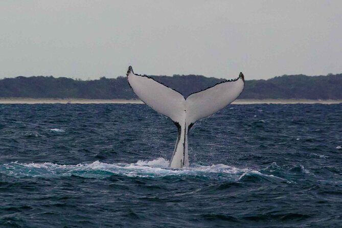 AAA NOOSA Whale watching experience in Noosa Whalesongsnoosa - The Sum Up