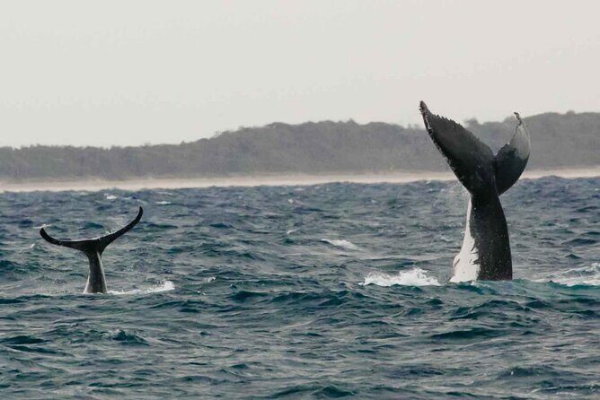 AAA NOOSA Whale watching experience in Noosa Whalesongsnoosa - Frequently Asked Questions