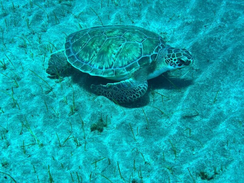 Abades: Guided Snorkeling Tour with Photos - Why This Tour Offers Great Value