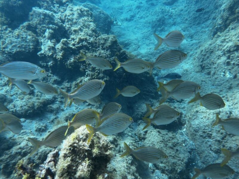 Abades: Guided Snorkeling Tour with Photos - Final Thoughts: Is This Snorkeling Tour Worth It?