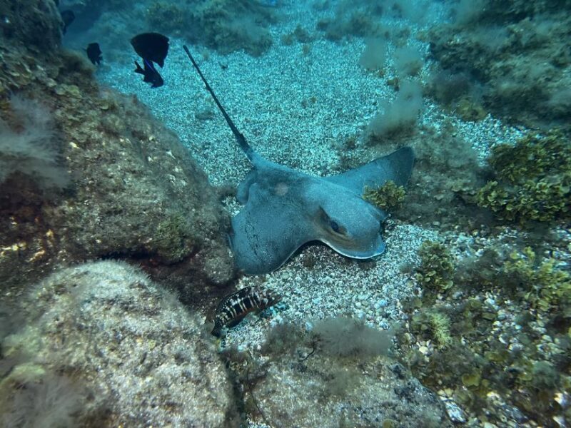Abades: Guided Snorkeling Tour with Photos - Similar Experiences
