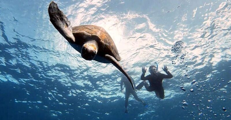 Abades: Tenerife Turtles and Rays Snorkeling Trip - Why You’ll Love This Snorkeling Trip