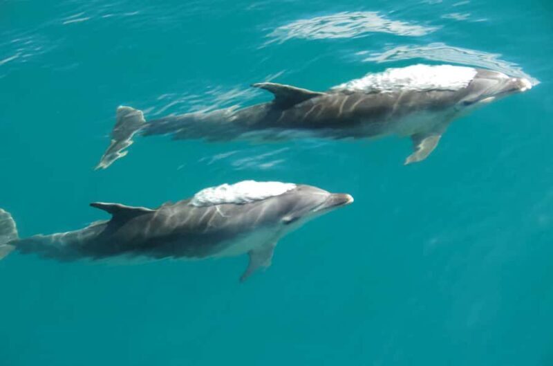 Abel Tasman National Full Park Scenic Cruise - FAQ