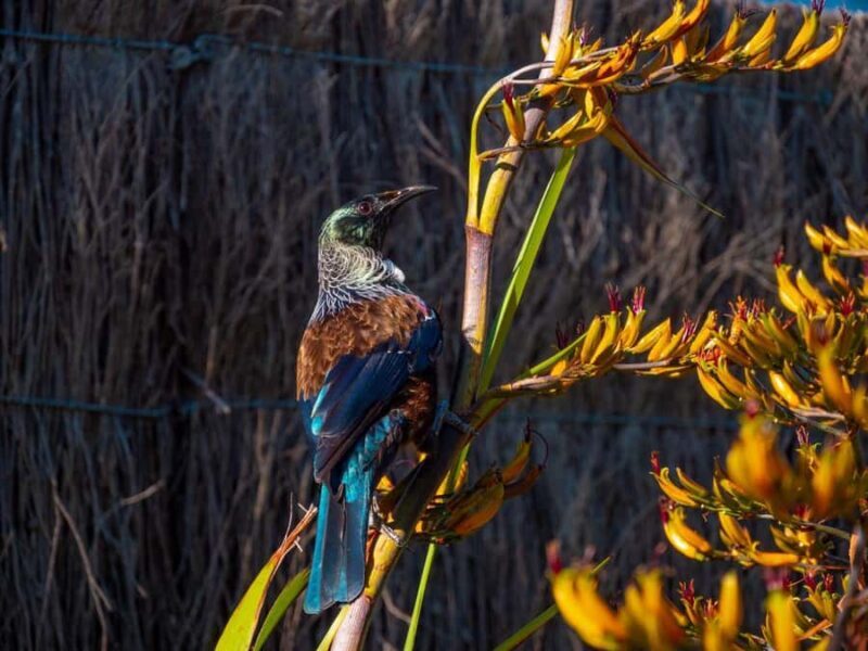 Abel Tasman National Park: Cruise, Kayak, & Hike Tour - Who Will Love This Tour?