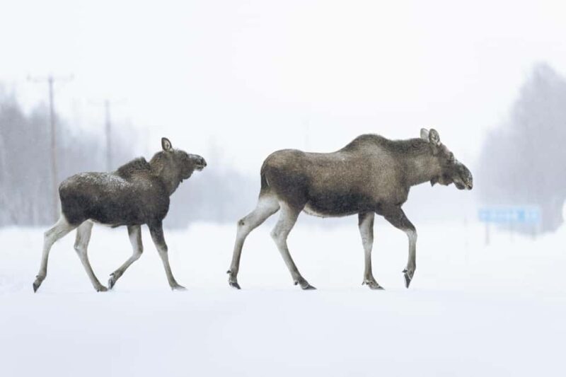 Abisko: Photo Hike with Professional Photographer - Key Points