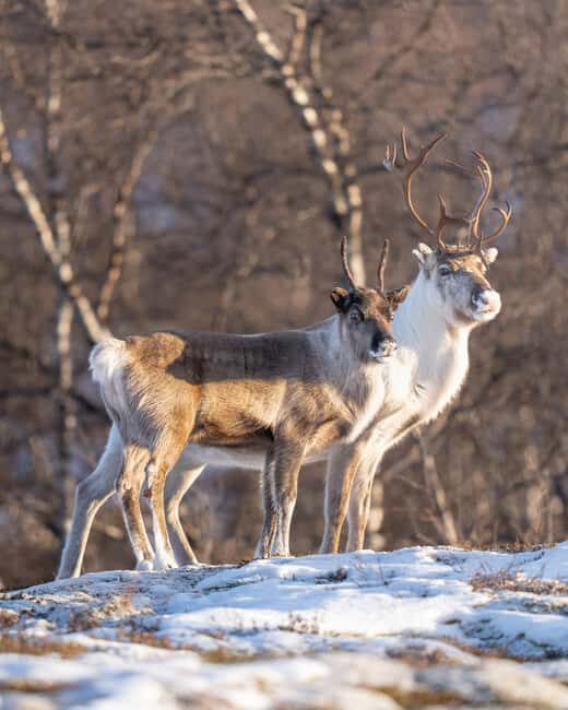 Abisko: Photo Hike with Professional Photographer - Final Thoughts