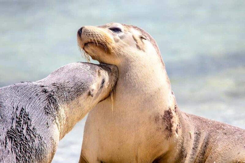 Abrolhos Islands 5 Day Cruise & Fly from Geraldton - What Makes This Cruise Stand Out?