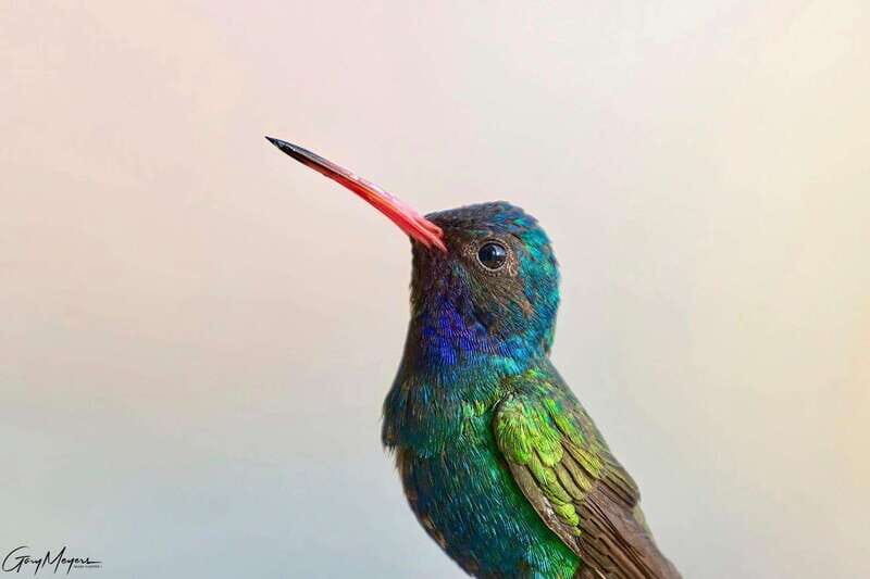 Acapulco: Early Birding Feathered Wonders with Breakfast - Exploring Acapulco’s Birdlife and Beyond