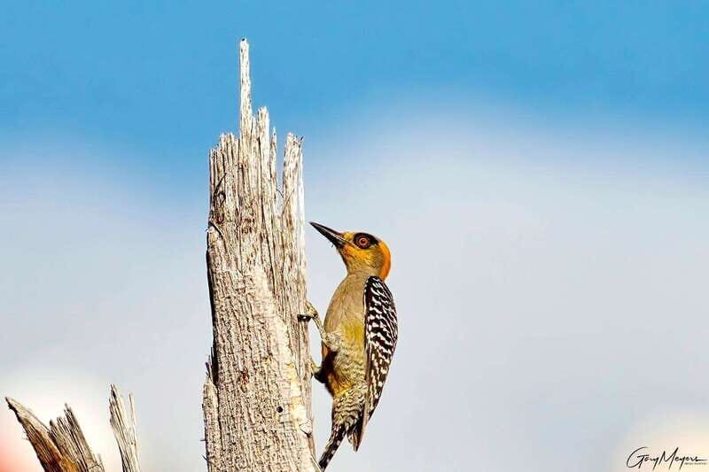Acapulco: Early Birding Feathered Wonders with Breakfast - Frequently Asked Questions