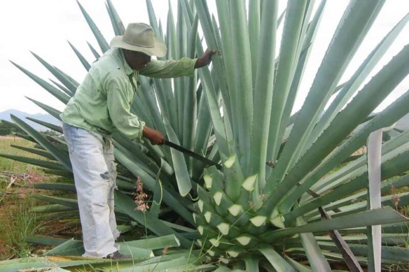 -Acapulco: Mezcal Factory Tasting Learning Experience - Who Should Consider This Tour?